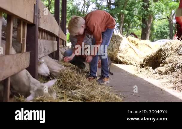 Young blond boy and his grandfather feeding a flock of sheep with hay ...