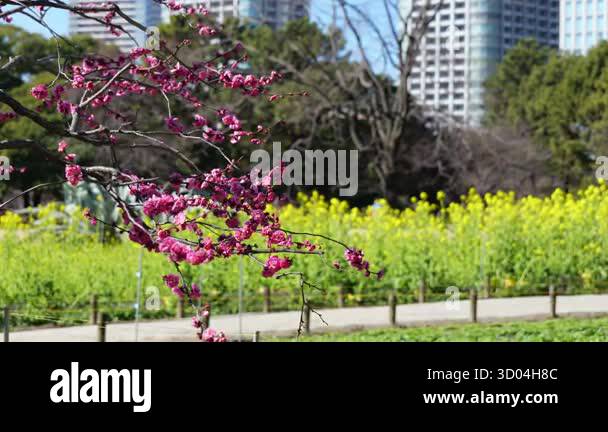 Hama-rikyu Gardens, Japan Tokyo 2025 Stock Video Footage - Alamy
