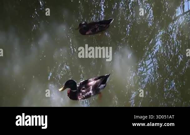 Pair of domestic ducks glide peacefully across a serene pond, gentle ...