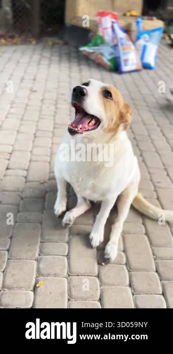 Homeless dog. Dogs in animal shelter. Street dogs roaming on the ...