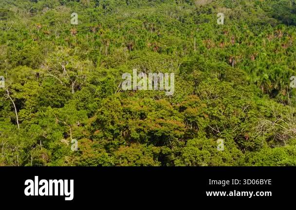 Verdant forest canopy weaving complex textures, aerial perspective ...
