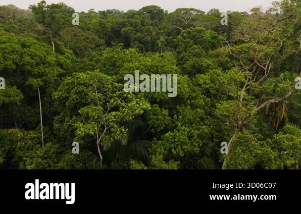 Aerial view of lush Amazon rainforest canopy, depicting intricate green ...