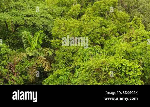 Dense Amazon Rainforest canopy revealing verdant greenery and a red ...
