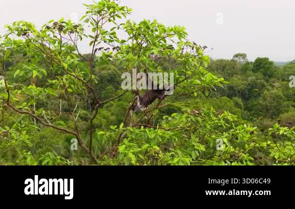 Sloth hanging lazily on tropical tree branch, dense rainforest ...