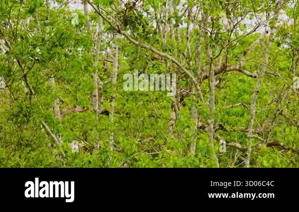 Amazon rainforest canopy spreading dense green foliage, revealing ...