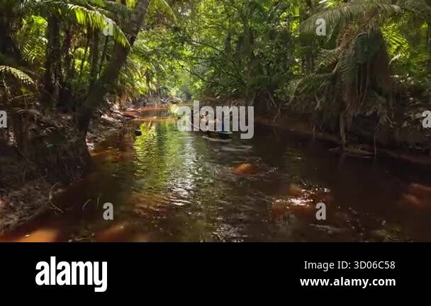 Tourists paddle narrow river channel, verdant Amazon rainforest ...