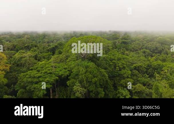 Dense Amazon rainforest canopy revealing wooden observation platform ...