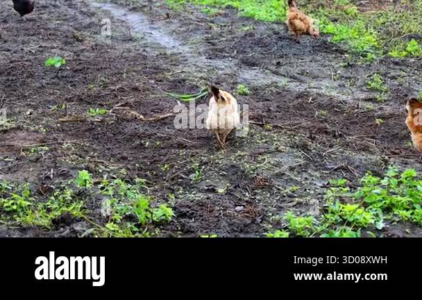 A few domestic chickens actively forage for food, pecking and ...