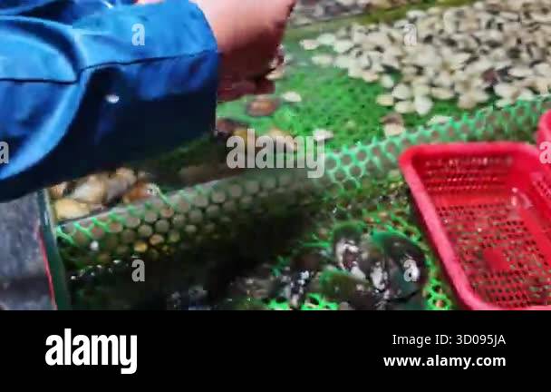 Selecting and cleaning seafood snails at a vegetable market in Guangxi ...