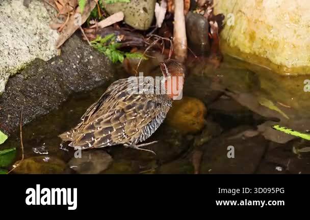 Melbourne bird Stock Videos & Footage - HD and 4K Video Clips - Alamy
