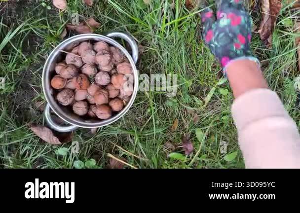 Collecting ripe walnuts from the ground and placing them into a metal ...
