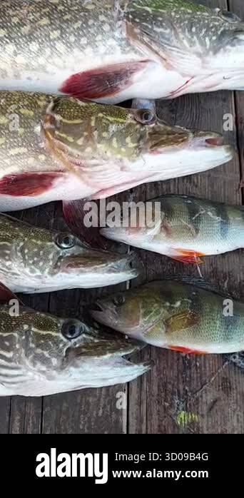 Perch pike freshly caught Stock Videos & Footage - HD and 4K Video ...