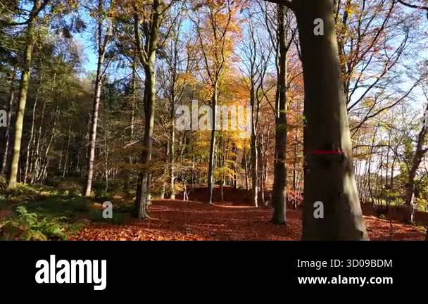 Beautiful autumn woodland with golden beech tree leaves. Slowly moving ...