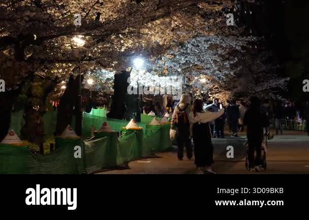Ueno Onshi Park Night Cherry blossoms, Japan Tokyo 2025 Stock Video ...
