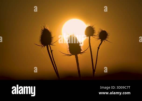 Teasel silhouette Stock Videos & Footage - HD and 4K Video Clips - Alamy