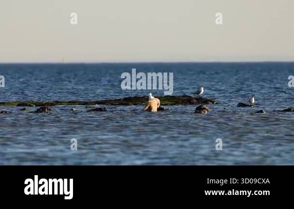 Dog and seagull interacting on Brighton beach Stock Video Footage - Alamy