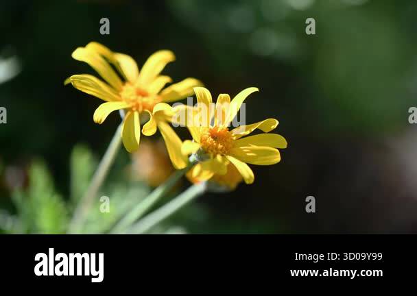 Macro footage of two vibrant yellow Euryops pectinatus flowers gently ...
