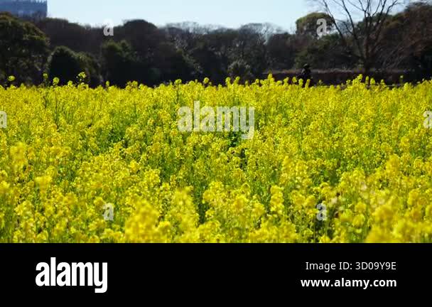 Canola flower field, Japan Tokyo 2025 Stock Video Footage - Alamy