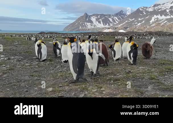 A large colony of penguins inhabiting Antarctica Stock Video Footage ...