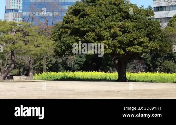 Hama-rikyu Gardens, Japan Tokyo 2025 Stock Video Footage - Alamy