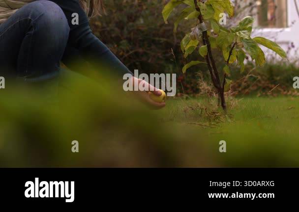 Woman throwing and catching apple in orchard meadow super slow motion ...