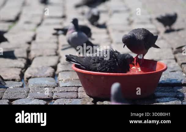 Pigeons splash and bathe in a red bowl under bright sunlight Stock ...
