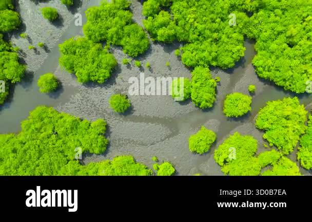 Aerial view of tropical green mangrove trees growing in winding muddy ...
