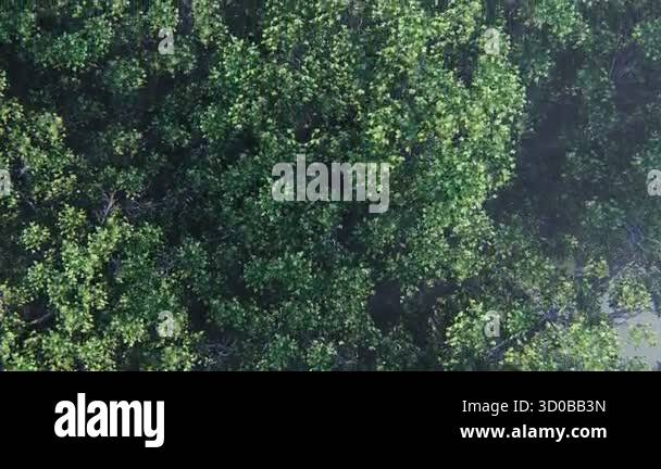 Over of The Forest Drone Shot Stock Video Footage - Alamy