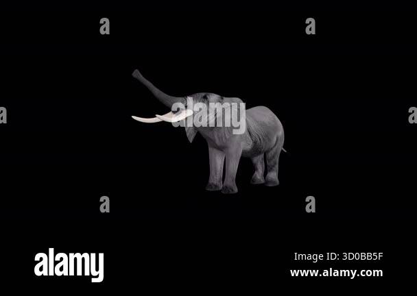 Realistic Elephant Roar Front Side View Stock Video Footage - Alamy