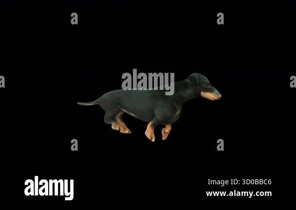 Dachshund Dog Run Side View Stock Video Footage - Alamy