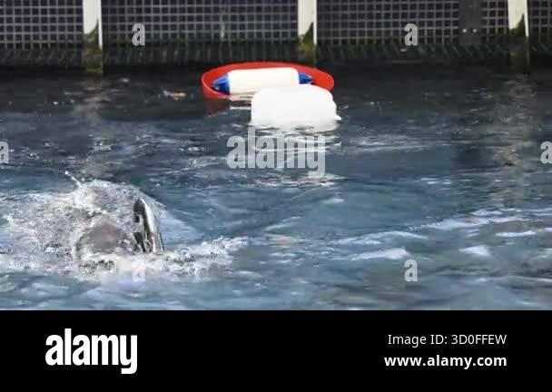 Sea lion splashing in pool with floating objects Stock Video Footage ...