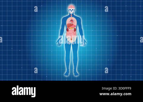 Animation illustrating human anatomy with emphasis on lungs, featuring ...