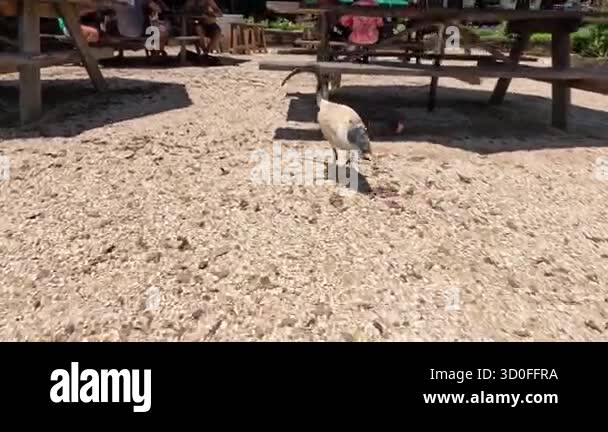 Bird rummaging through table scraps at a busy cafe Stock Video Footage ...