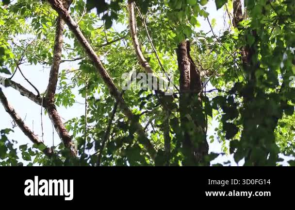 Bird moves through tree branches Stock Video Footage - Alamy