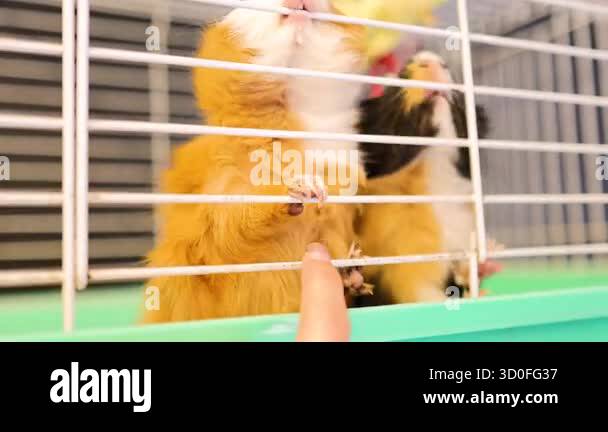 Two Abyssinian guinea pigs engage with a human hand through their cage ...