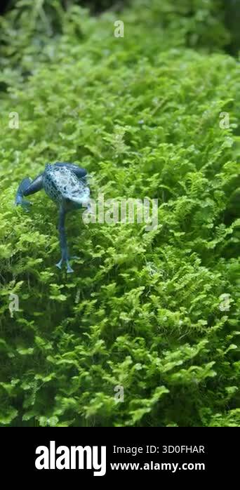 Green blue frog Stock Videos & Footage - HD and 4K Video Clips - Alamy