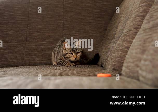 Young gray tabby cat lies Stock Videos & Footage - HD and 4K Video ...