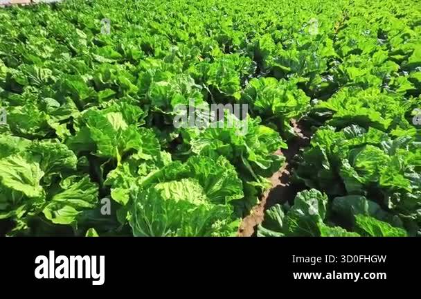 Chinese cabbage on an agriculture field,vegetable rows. farming ...