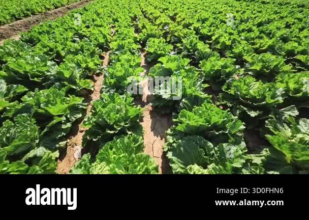 Chinese cabbage on an agriculture field,vegetable rows. farming ...