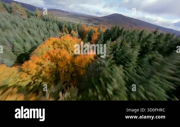 FPV drone flight over colorful autumn forest with green pine trees and ...
