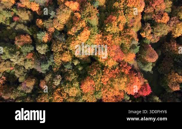 Aerial top down view of dense autumn forest with vibrant orange, yellow ...