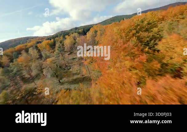 FPV drone flight over colorful autumn forest with green pine trees and ...