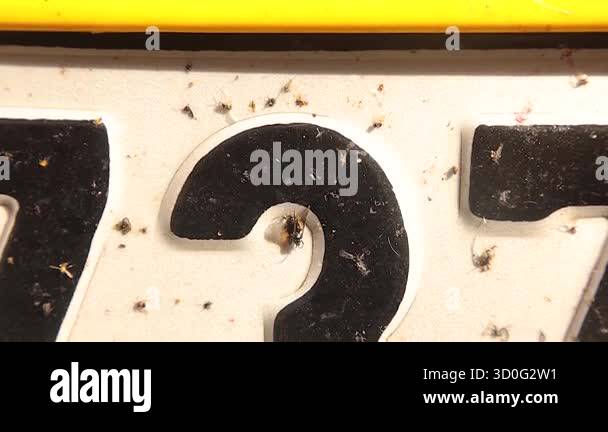 Powerful scene showing dead insects stuck to a car license plate ...
