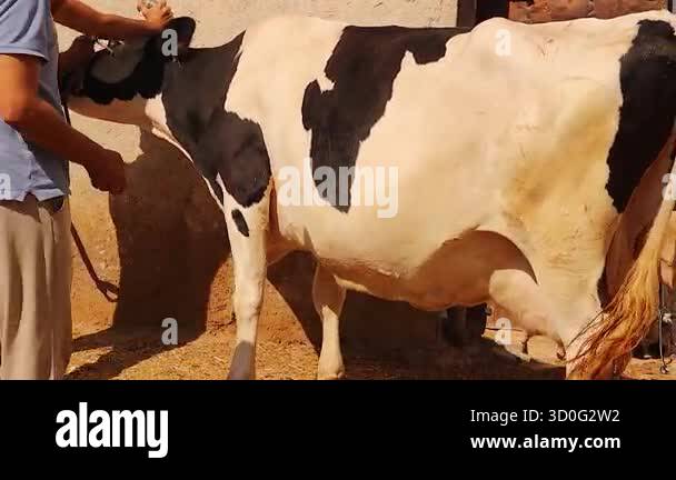 Veterinarian examines a dairy cow for abomasal displacement using a ...