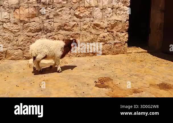 Young sheep showing leg injury caused by an incorrect . Educational ...