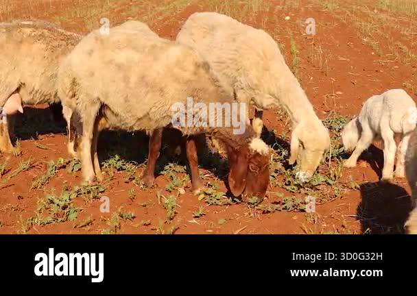 Awassi sheep grazing freely on wild plants in Aleppo, Syria. Organic ...