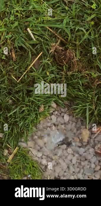 Spring water flowing from the ground fresh natural source surrounded by ...