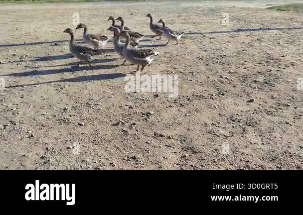 Flock ducks walking around yard Stock Videos & Footage - HD and 4K ...