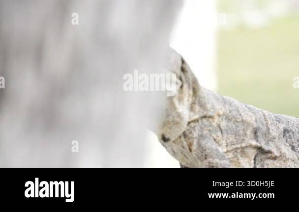 Mexican reptiles in sun Stock Videos & Footage - HD and 4K Video Clips ...