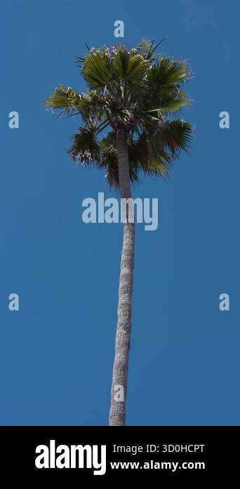 A tall palm tree fills a vertical frame in coastal California as light ...